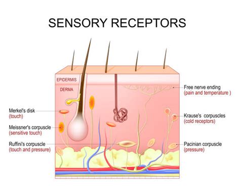 Free Nerve Endings Histology