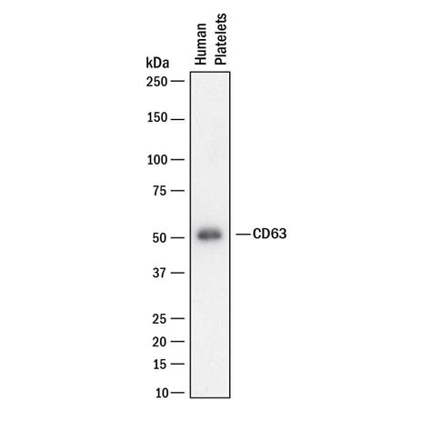 Human Cd63 Antibody Mab50482 Bio Techne