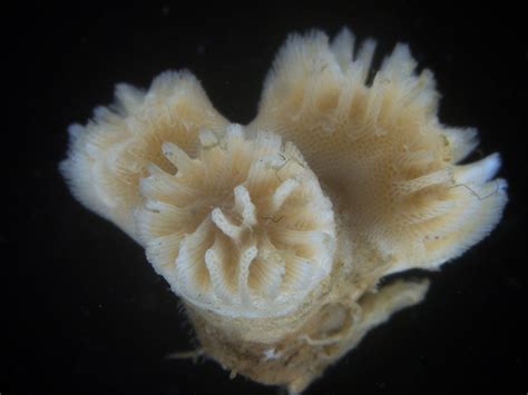 Polychaeta The Invertebrate Collections