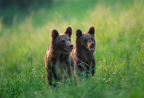 Beren En Wolven In De Lente Herfst Of Winter Individueel