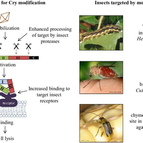 Models For Addition Mutants Of Cyt2aa Cgaln With The Pea Aphid Gut