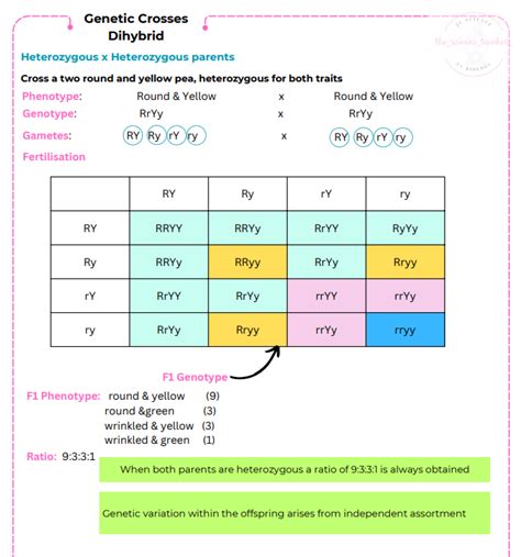 Genetic Crosses Revision Notes Thescienceteacherie