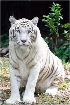 White Tiger The Nature Of Things Small Wild Cats Tiger Wild Cats