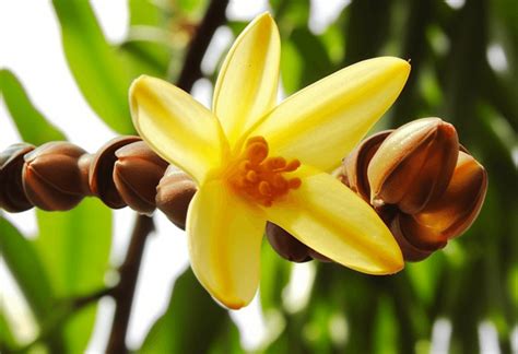 Rhizophora Apiculata Interstellar Blends