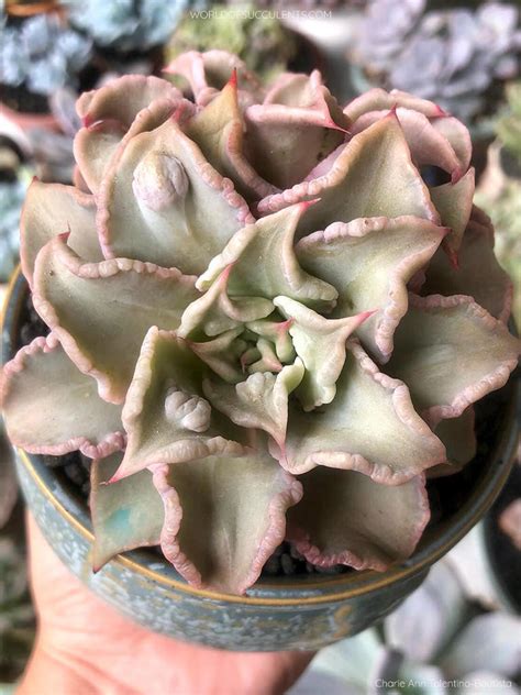 Echeveria Madiba Carunculated World Of Succulents