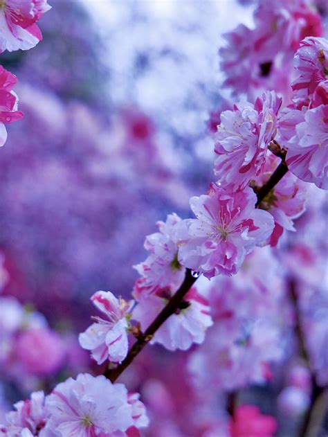 東山道・園原ビジターセンター はゝき木館（ははきぎかん） On Twitter Rt Hirugamiachi 🍑いよいよ明日から花桃の里本格的に見頃到来🌸 ナビ設定は花桃の里内の