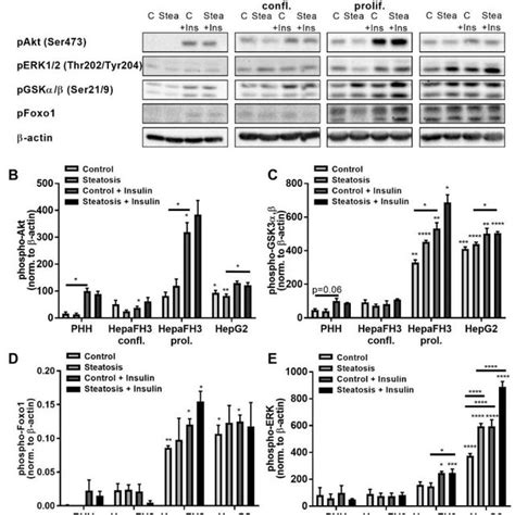 Increased Akt Erk And Foxo1 Phosphorylation In Hepafh3 And Hepg2 Cells