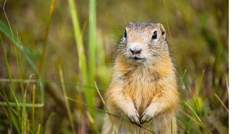 Gopher Vs Squirrel Top 10 Differences Gopher Nuts