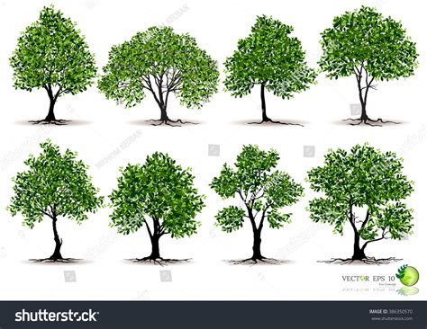 Tree Realistic Stock Vector Royalty Free 386350570 Shutterstock