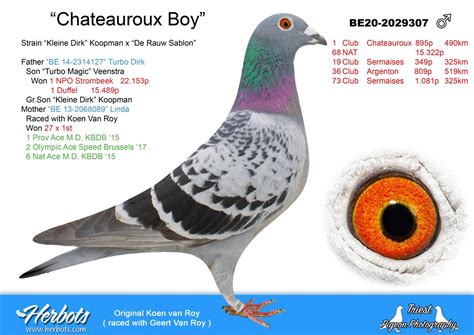 Herbots Geert Van Roy Uit Asse Aan De Top Met Jonge Doffers Op De Nationale Vluchten