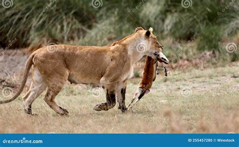 Mighty Lioness Carrying A Prey Antelope On A Field In Masai Mara Kenya