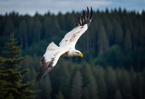 How Rare Is A White Bald Eagle Discovering The Uncommon Beauty Of