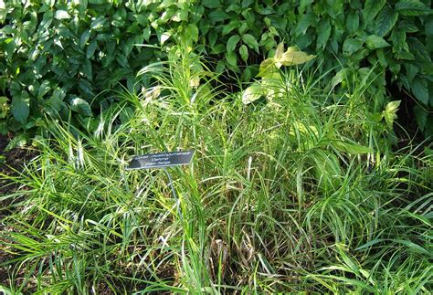 12 Growth Gardening With Native Grasses In Cold Climates
