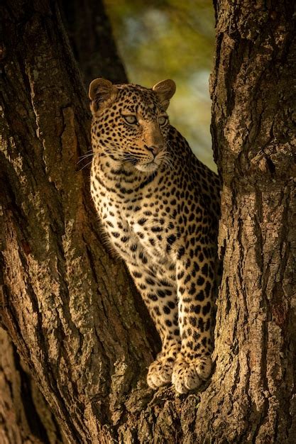 Premium Photo Leopard On Tree Trunk