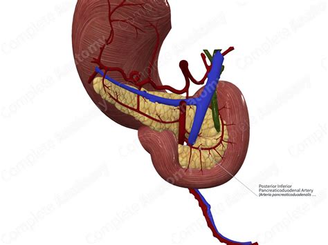 Pancreaticoduodenal Artery