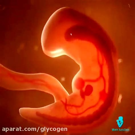 روند تشکیل جنین انسان