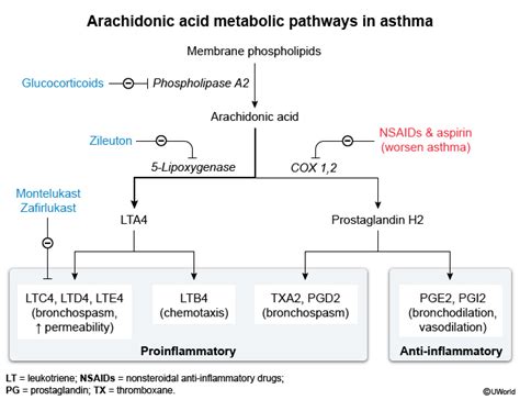 Anaphylaxis Allergy And Immunology Uworld Medical Library