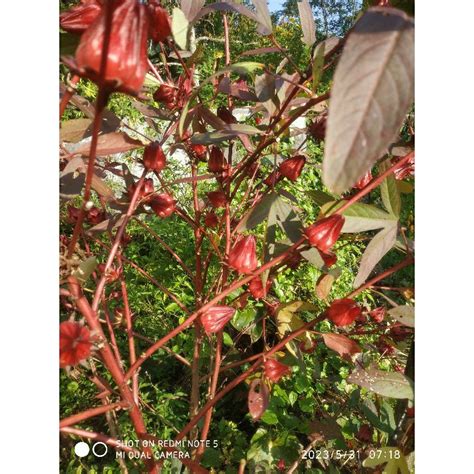 Jual Bibit Benih Rosella Tanaman Atau Biji Benih Rosella Shopee Indonesia