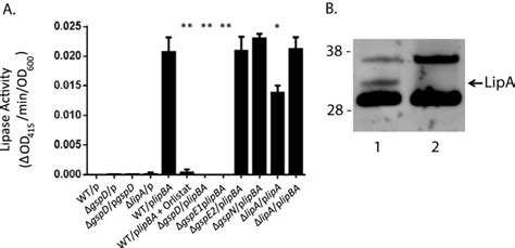 Acinetobacter Baumannii Is Dependent On The Type Ii Secretion System And Its Substrate Lipa For