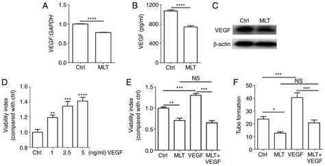 Vegf Physiological Effect