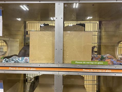 Long Kitty Rconfusingperspective