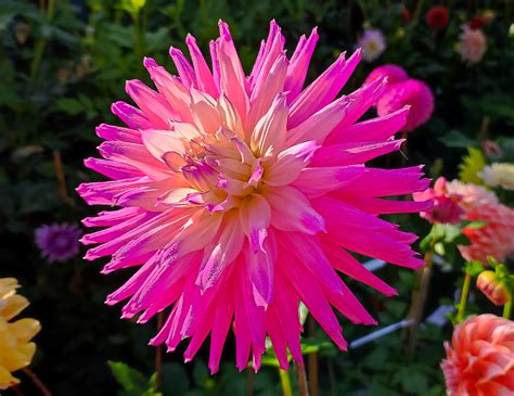 Dahlia Ruskin Andrea