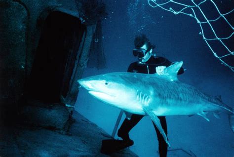 Best Shark Moments Fandango