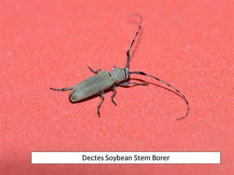 Soybean Pest Update Extension Entomology