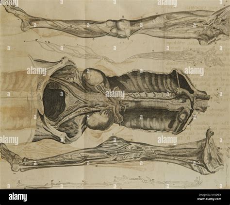 This 1792 Anatomy Book Offers A Detailed And Comprehensive System Of
