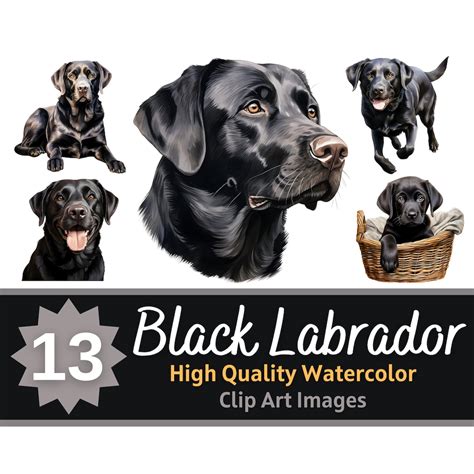 Black Labrador Clipart Watercolor Bundle Dog Portrait Black Lab Png