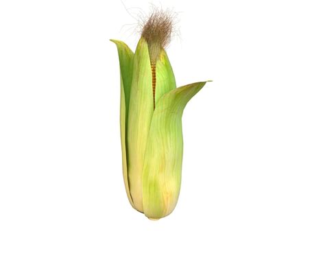 Corn 3d Model Flippednormals