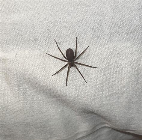 Do Brown Recluse Climb At Clarence Sneed Blog