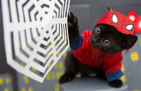 Kittens In Costumes