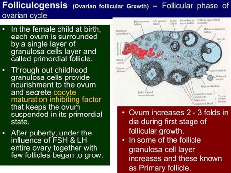 Ovary Structure And Hormonal Regulation Pdf