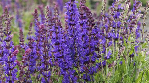 Growing Sage In Garden Annual