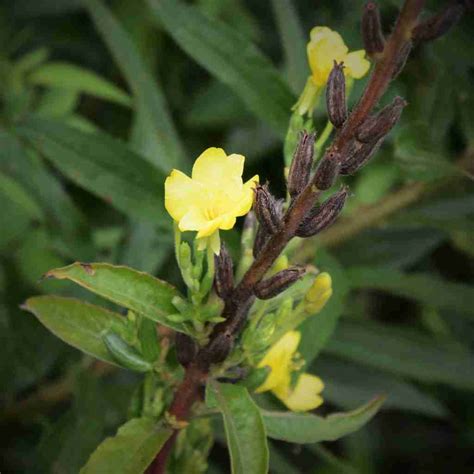 Evening Primrose Identifying And Using This Wild Plant The Outdoor