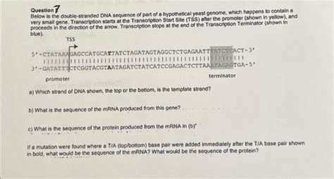 Solved Question Below Is The Double Stranded Dna Sequence Of
