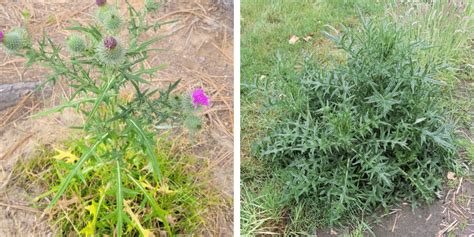 A Prickly Plant With A Purpose Exploring The Benefits Of Bull Thistle