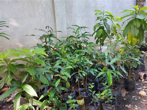 Melchi Sedeck Legenus On Linkedin Need Area For Starting This Project