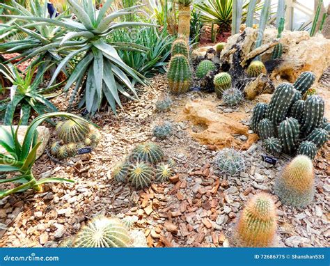 Ball Cactus Stock Image Image Of Asian Kinds Green 72686775
