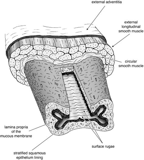 9 Homologies In Structure And Function Among Mucosae Oral Esophageal