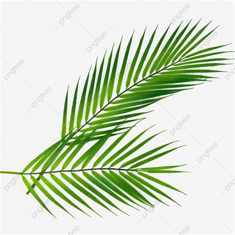 Free Clipart Palm Leaves