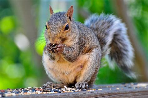 Squirrels 11 Methods To Keep Them Away From Your Garden