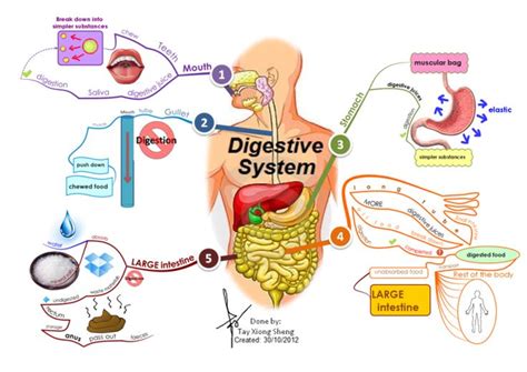 Maite Mellado Irakasle Digestive System Mind Map
