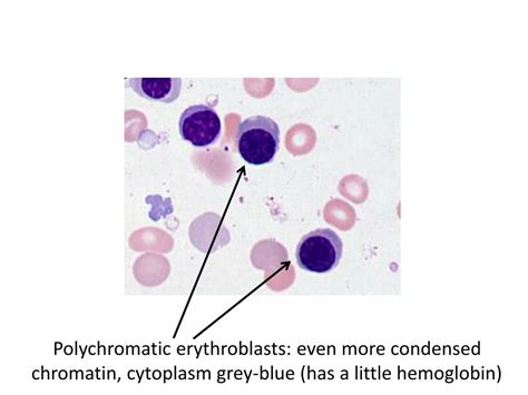Ppt Hematopoietic System Powerpoint Presentation Free Download Id