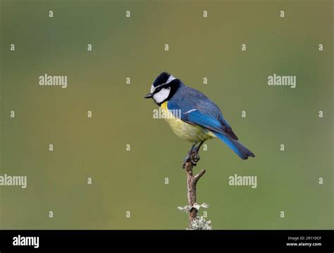 Parus Teneriffae Ultramarinus Cyanistes Ultramarinus Blue Tit North
