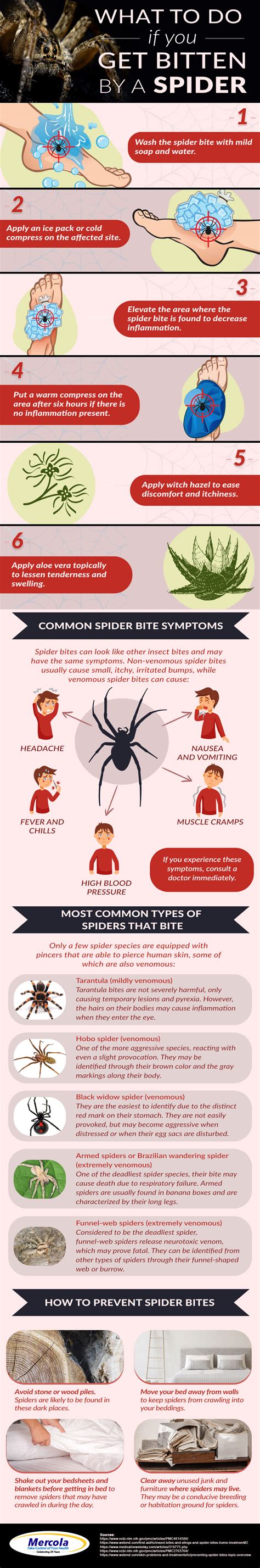 Wolf Spider Bite Stages