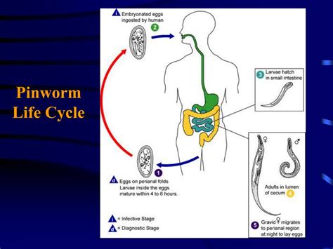 Ppt Chapter 27 Nematodes Oxyurids Pinworms Powerpoint