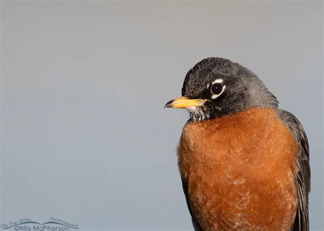 Spring American Robin Portraits Mia Mcphersons On The Wing Photography