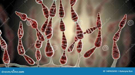 Mold Alternaria Alternata Allergic Fungus Stock Illustration Illustration Of Allergy